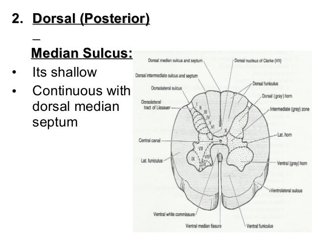 Spinal Cord And Vertebral Canal