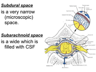 Subdural Space Spinal Cord