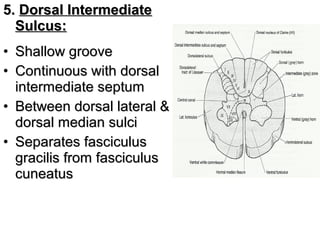 Dorsal Intermediate Sulcus