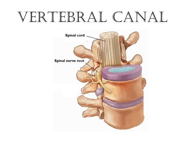Spinal Cord And Vertebral Canal