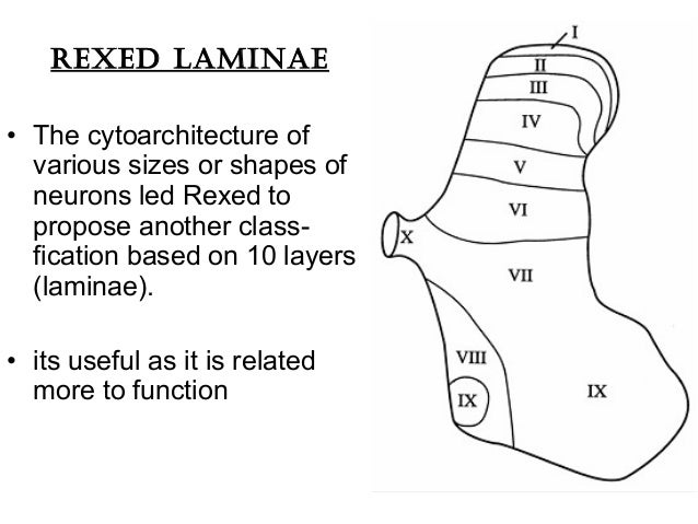 Spinal Cord And Vertebral Canal