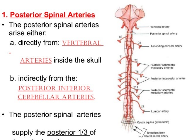 Spinal Cord And Vertebral Canal