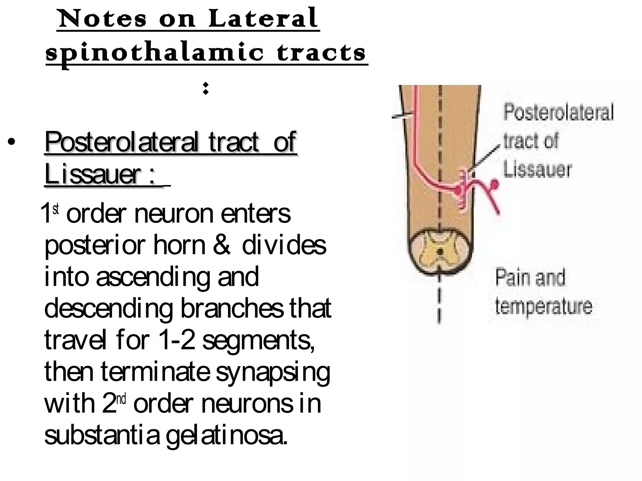 Ascending & Descending Tracts Of The Spinal Cord | PPT