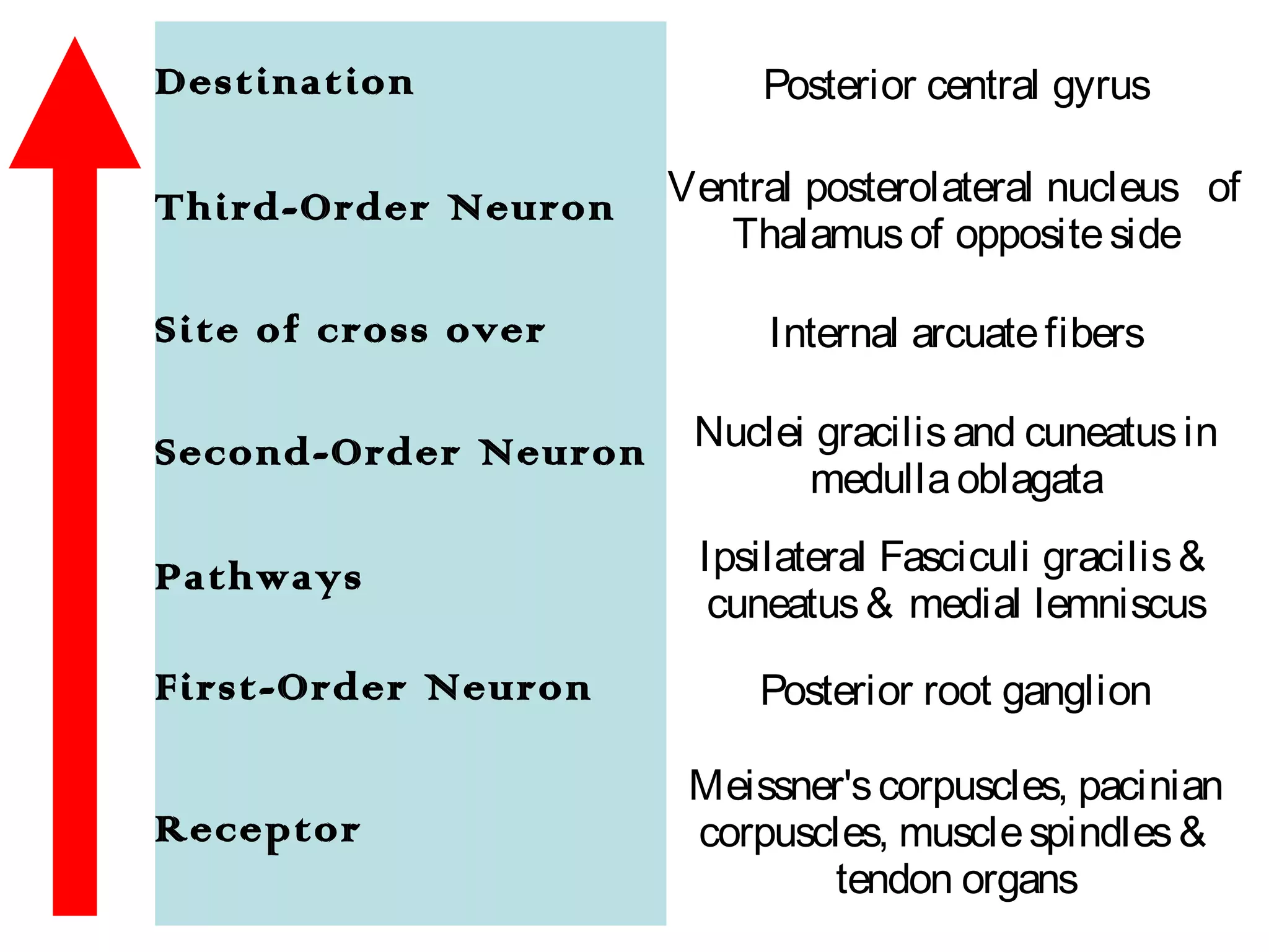 Ascending & Descending Tracts Of The Spinal Cord | PPT