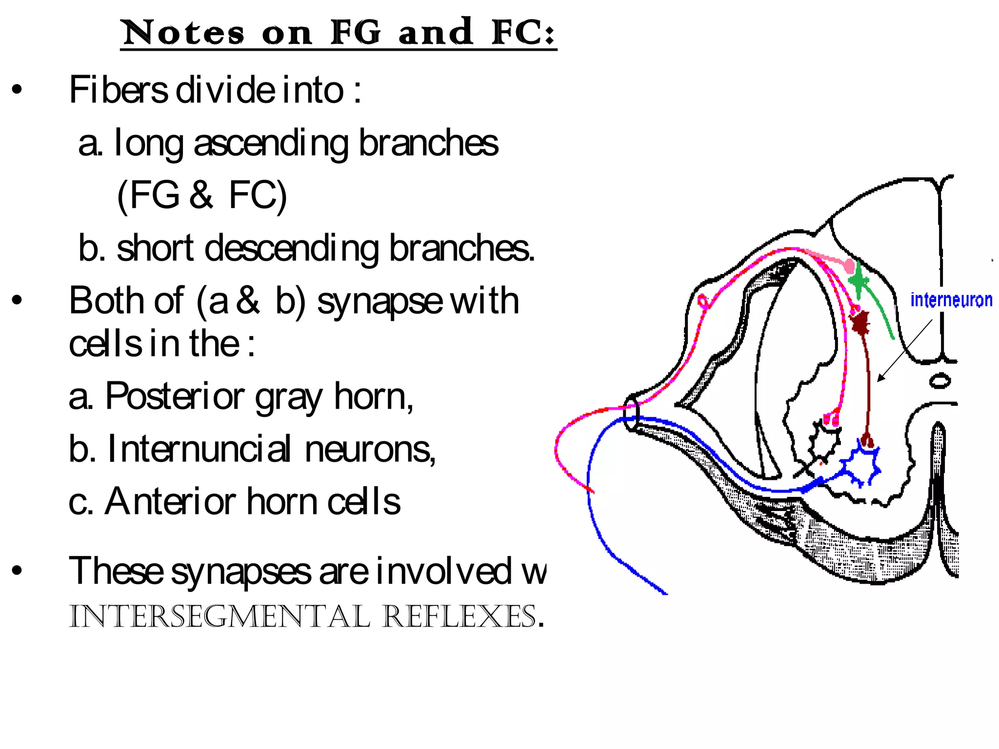 Ascending & Descending Tracts Of The Spinal Cord | PPT