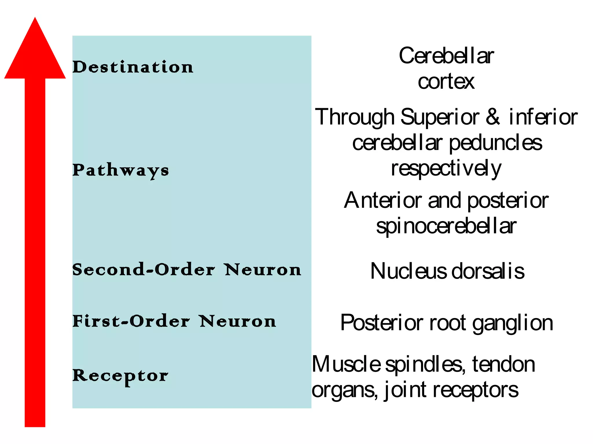 Ascending & Descending Tracts Of The Spinal Cord | PPT