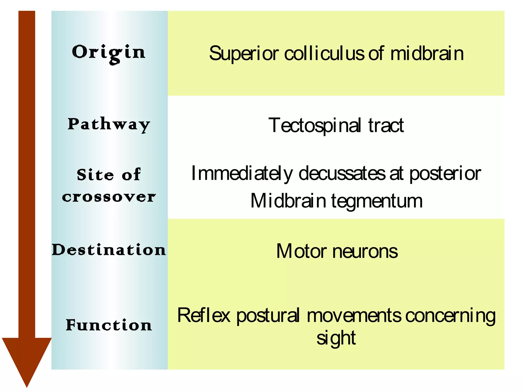 Ascending & Descending Tracts Of The Spinal Cord | PPT