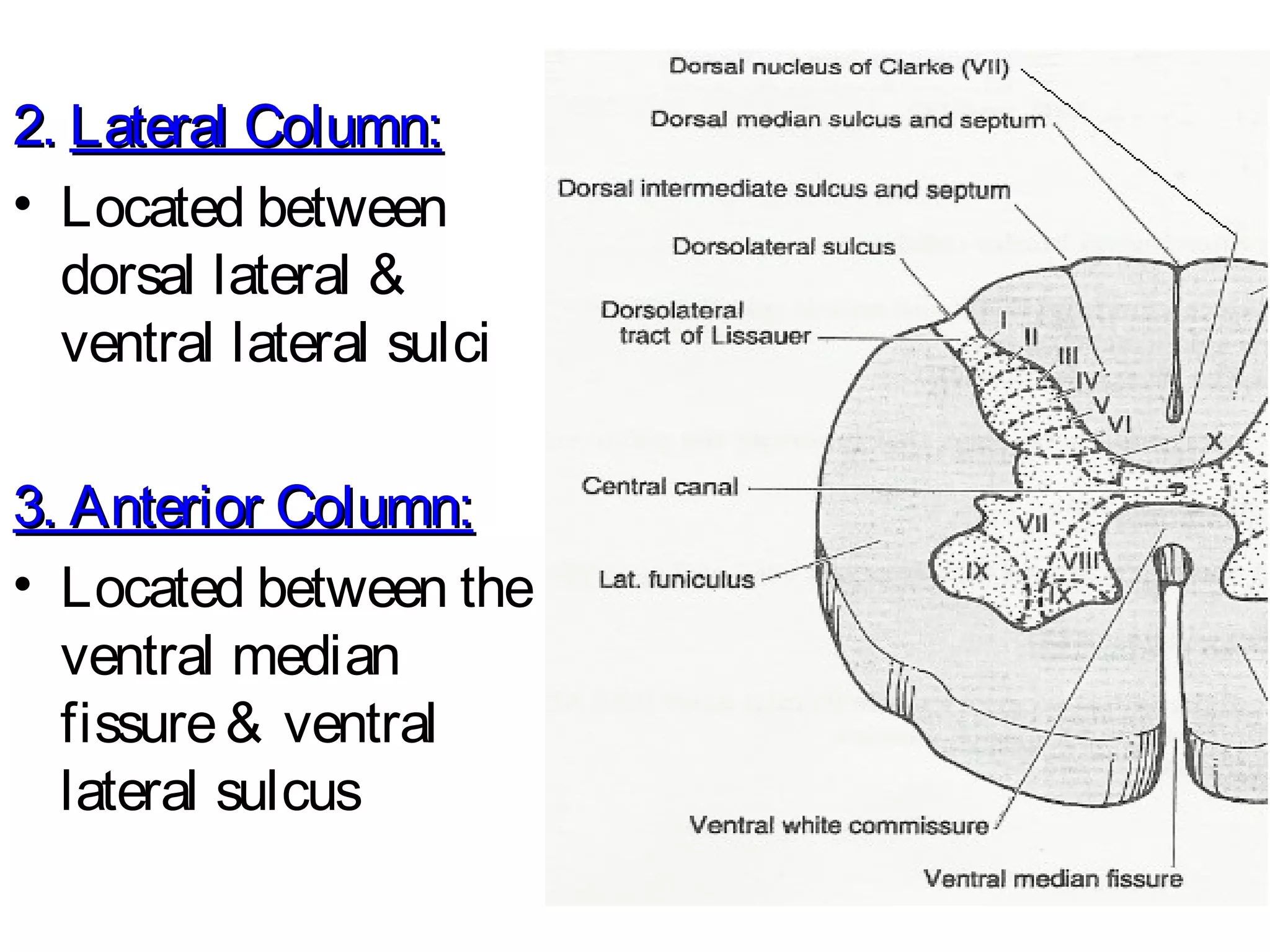 Ascending & Descending Tracts Of The Spinal Cord | PPT