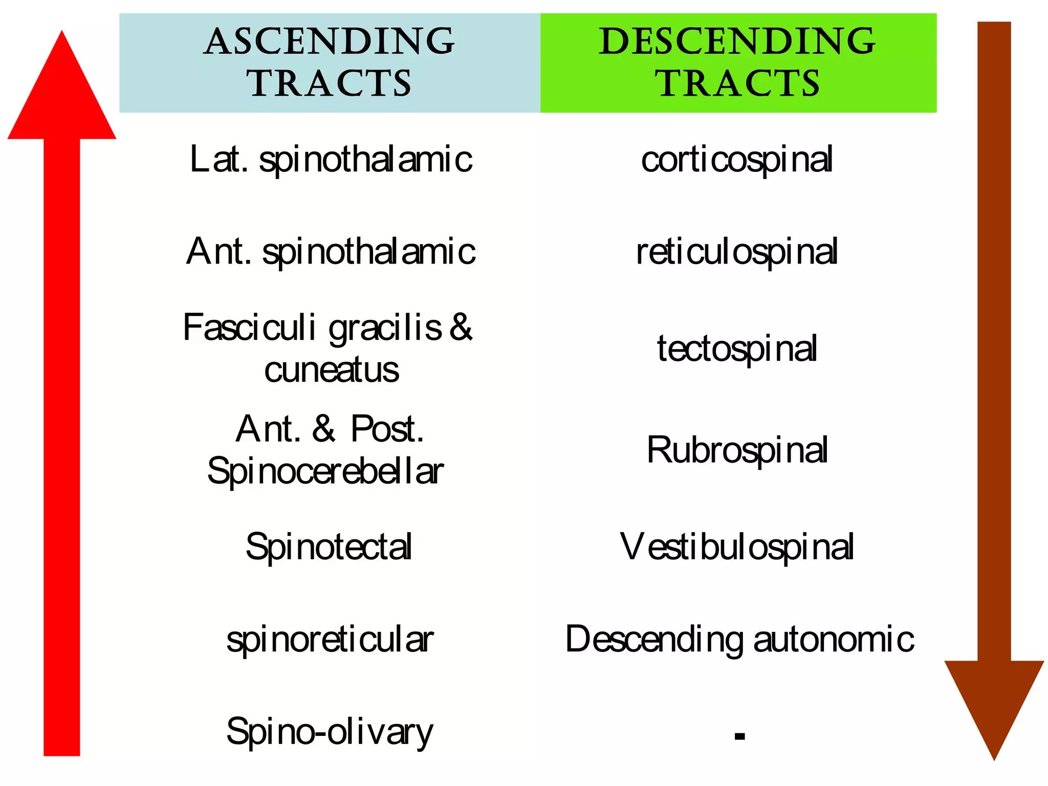 Ascending & Descending Tracts Of The Spinal Cord | PPT