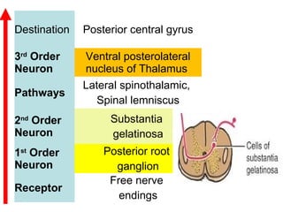Ascending & Descending Tracts Of The Spinal Cord | PPT