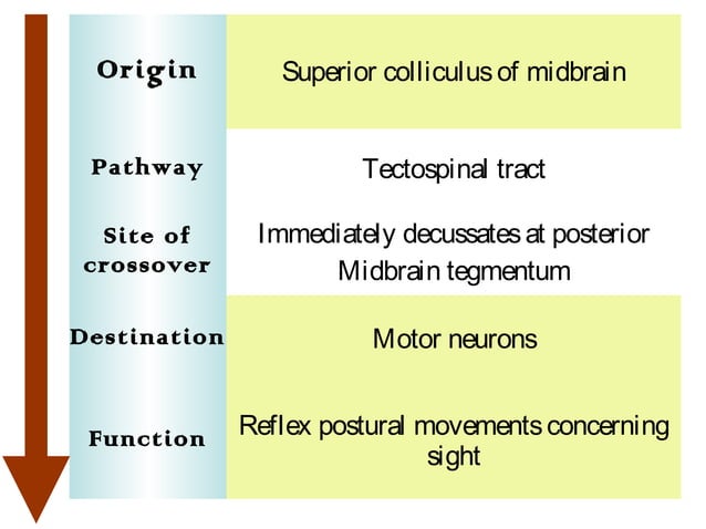 Ascending & Descending Tracts Of The Spinal Cord | PPT | Death, Injury ...