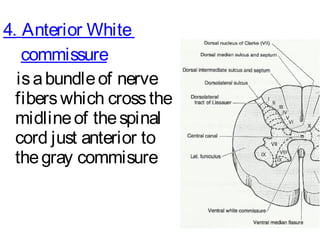 Ascending & Descending Tracts Of The Spinal Cord | PPT