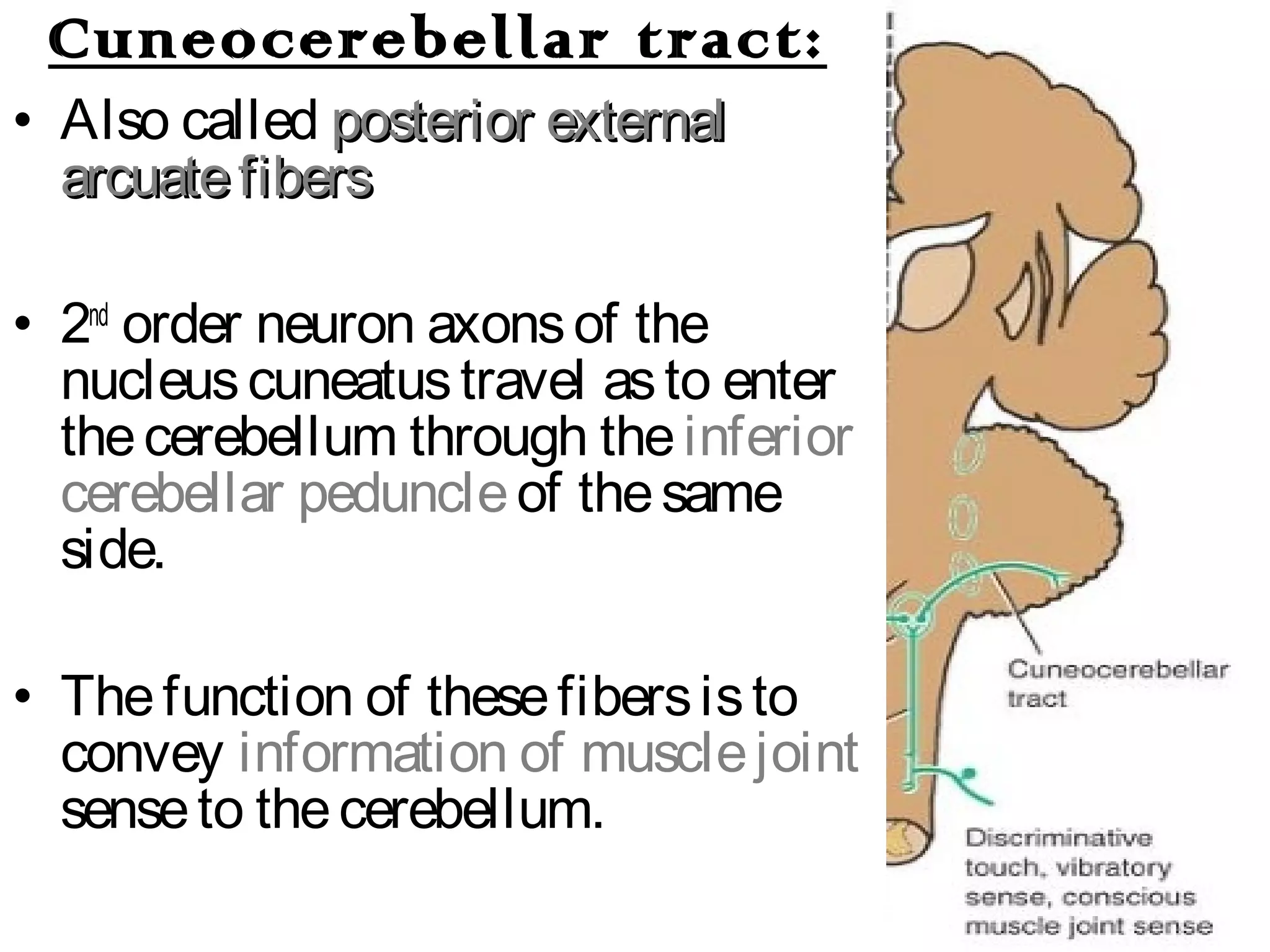 Ascending & Descending Tracts Of The Spinal Cord | PPT