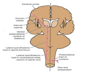 Posterolateral Tract