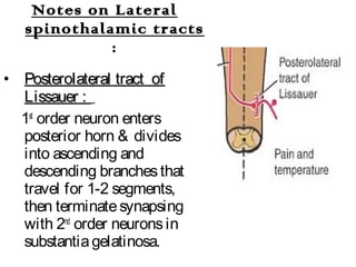 Posterolateral Tract