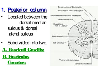 Dorsal Intermediate Sulcus