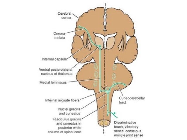 Ascending & Descending Tracts Of The Spinal Cord