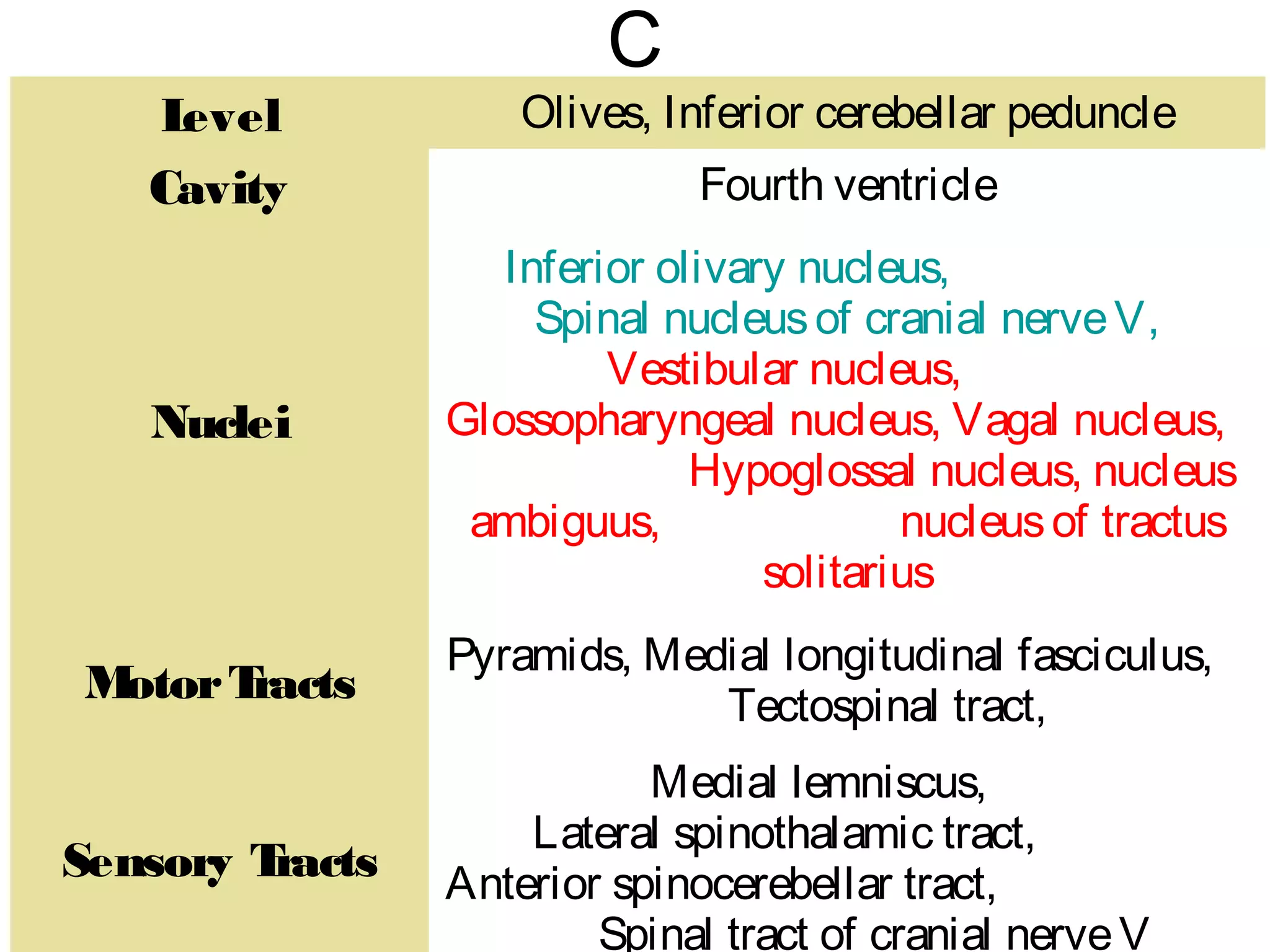 Brainstem | PPT