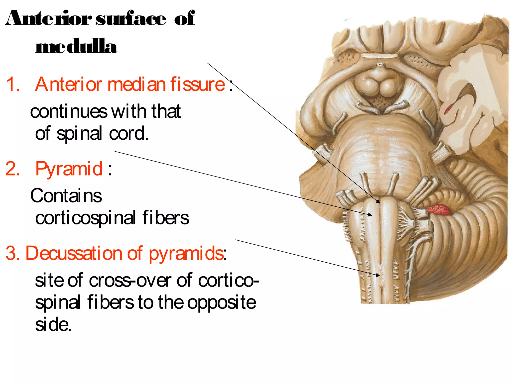 Brainstem | PPT