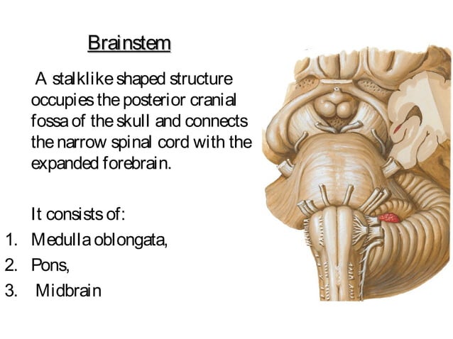 Brainstem | PPT