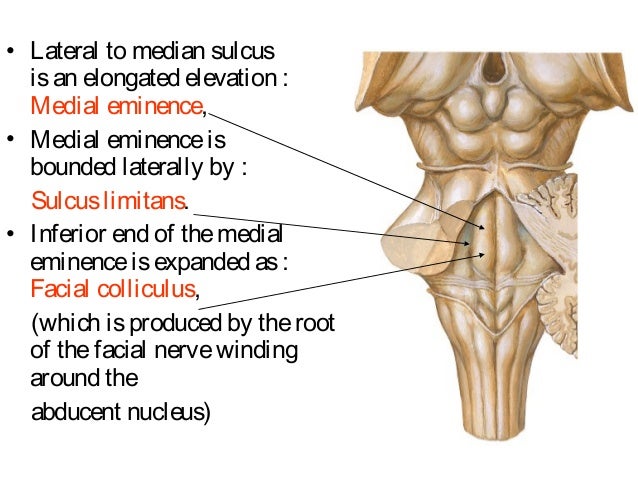 Brainstem