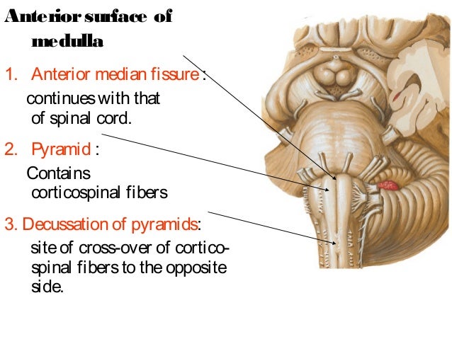 Brainstem