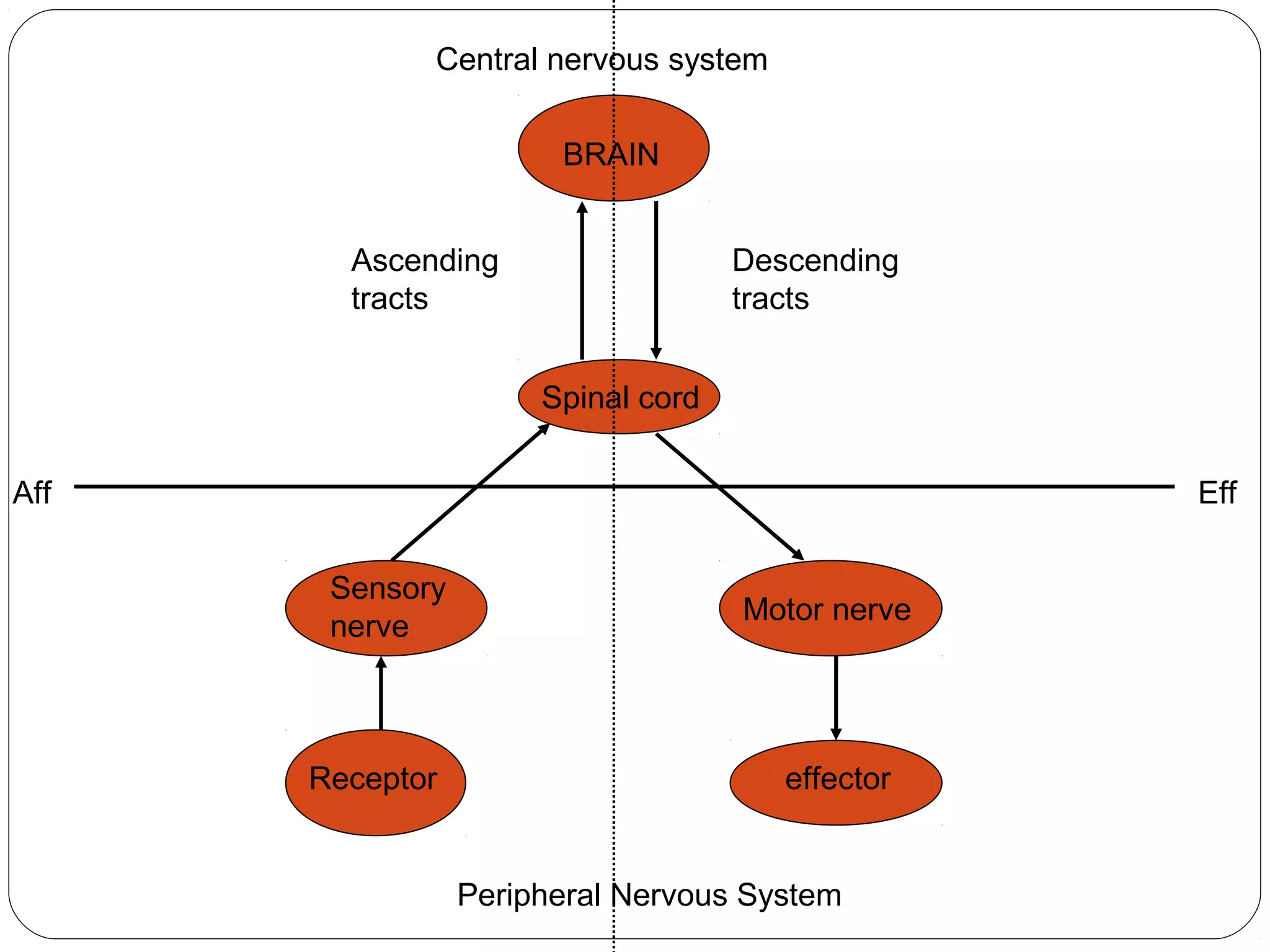 Neuroanatomy lecture | PPT