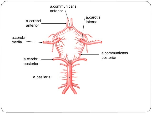 Neuroanatomy lecture