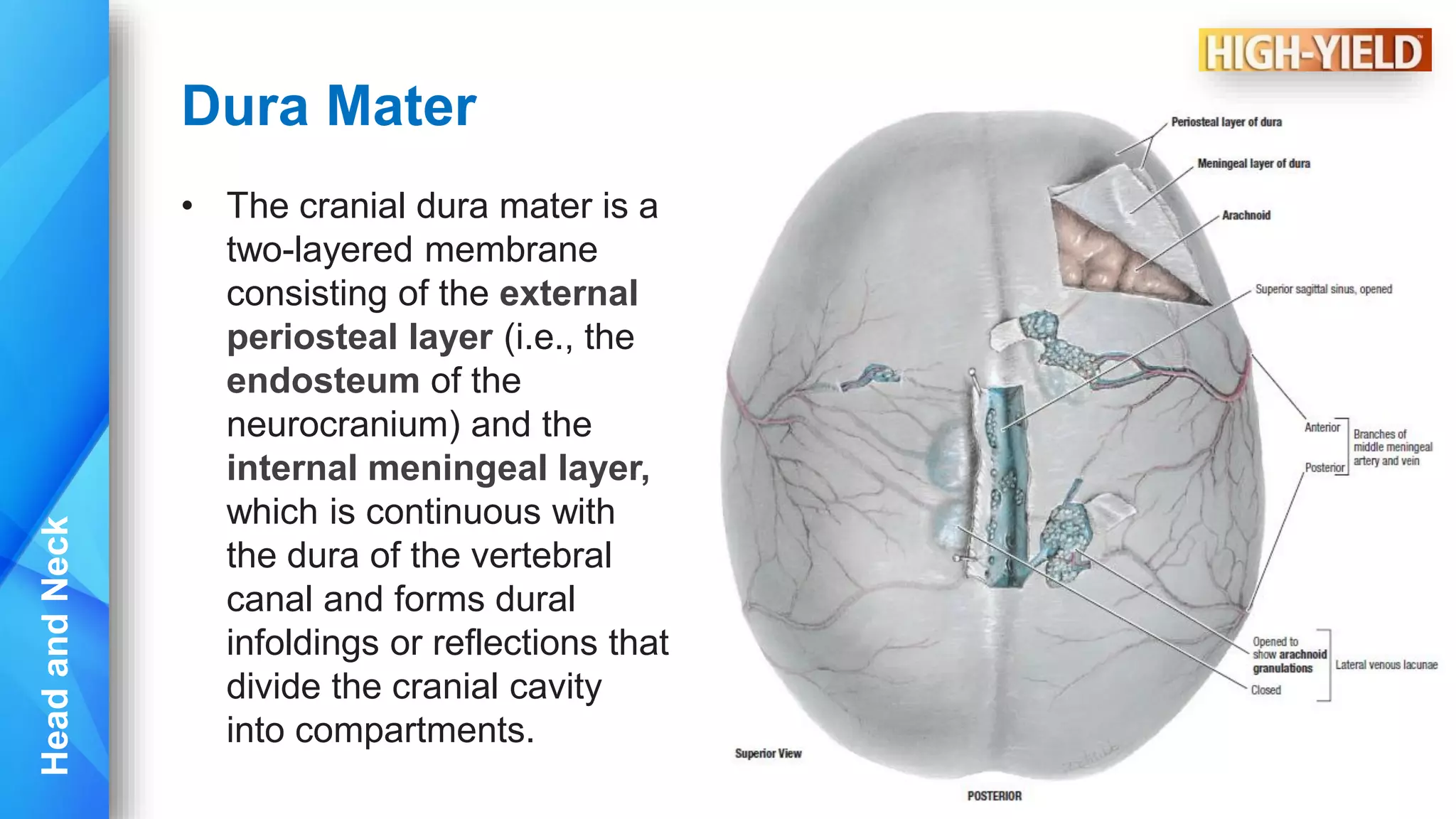Neuroanatomy lesson 1 Head and Neck.pdf