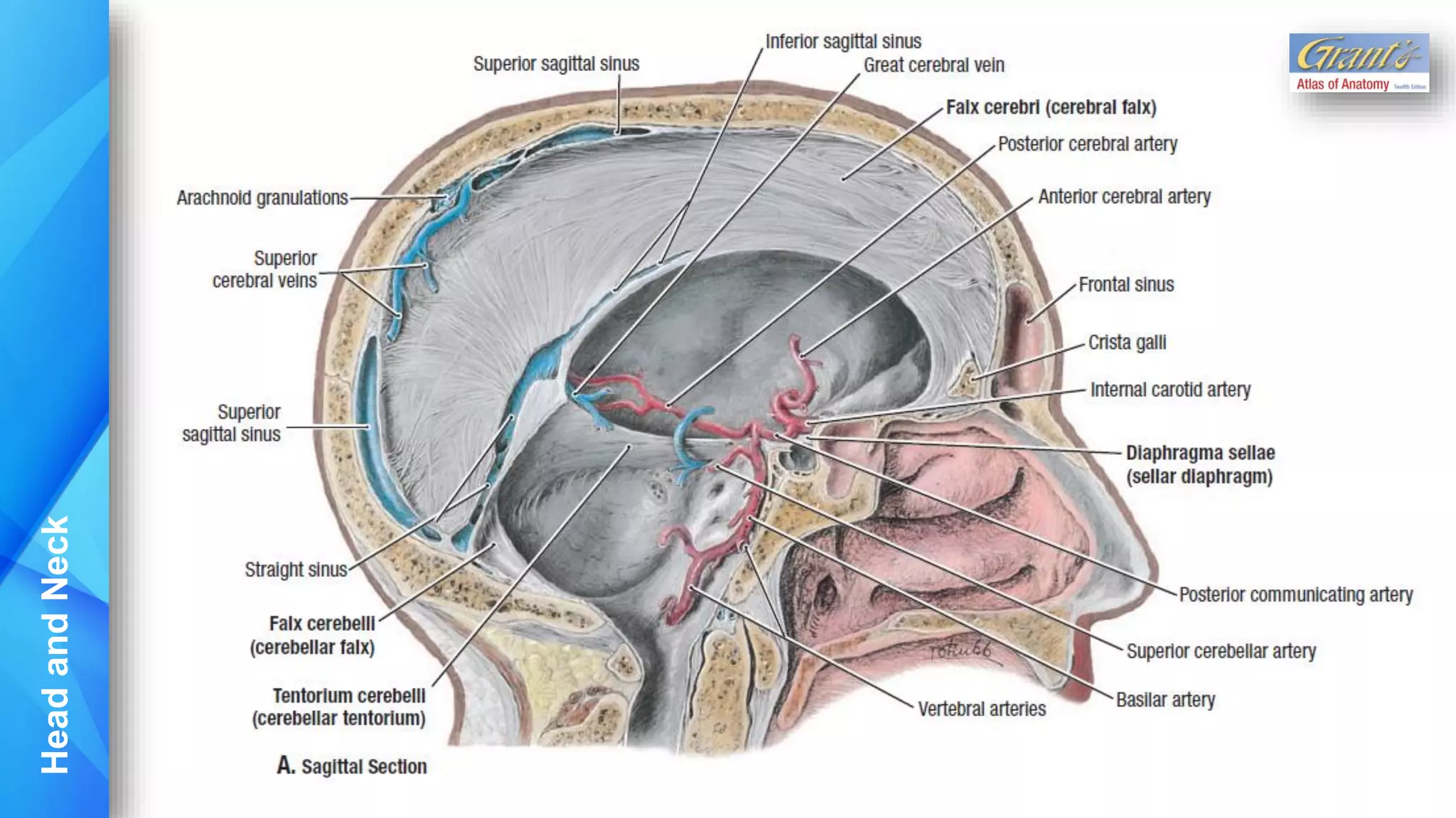 Neuroanatomy lesson 1 Head and Neck.pdf