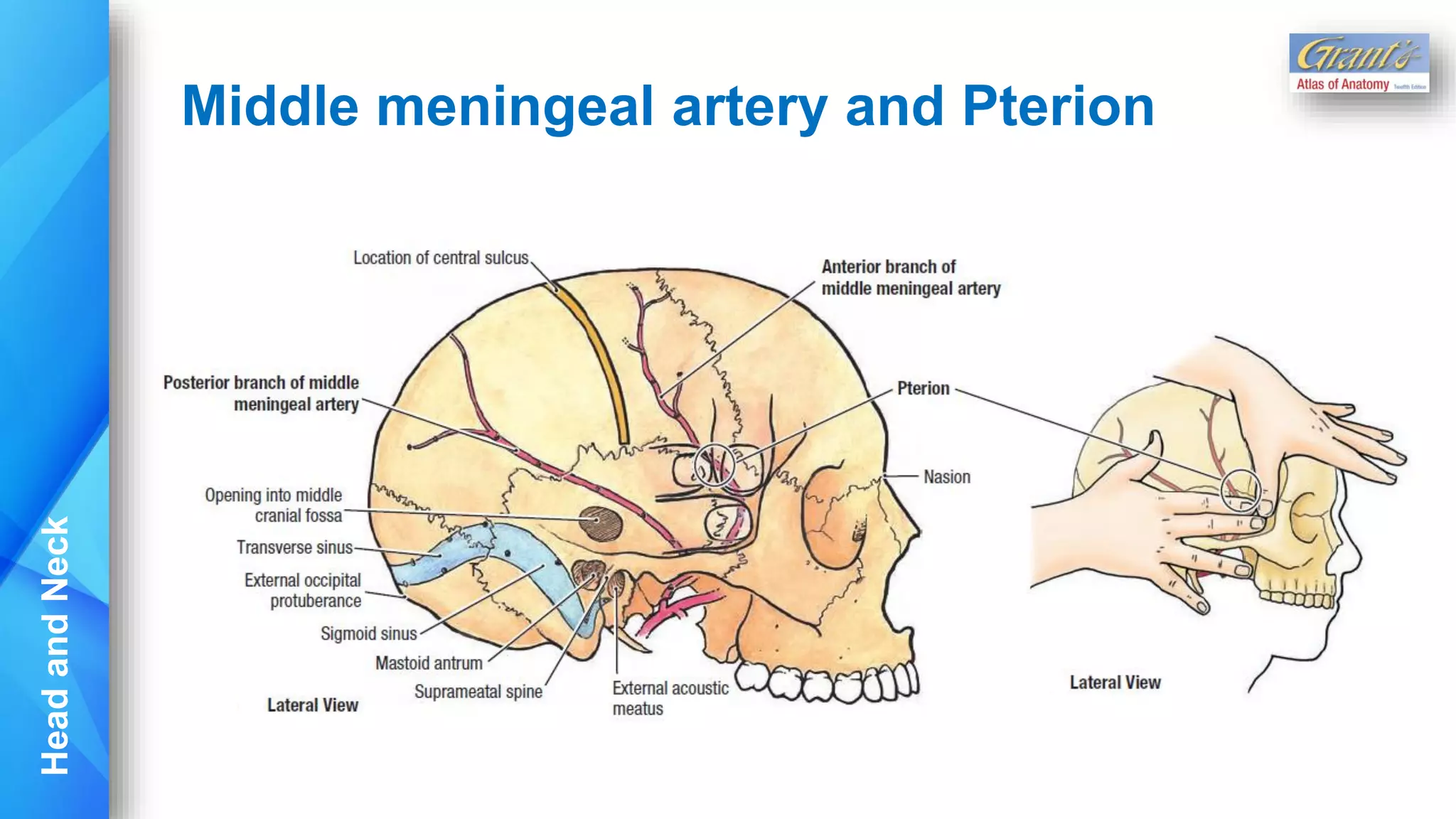 Neuroanatomy lesson 1 Head and Neck.pdf