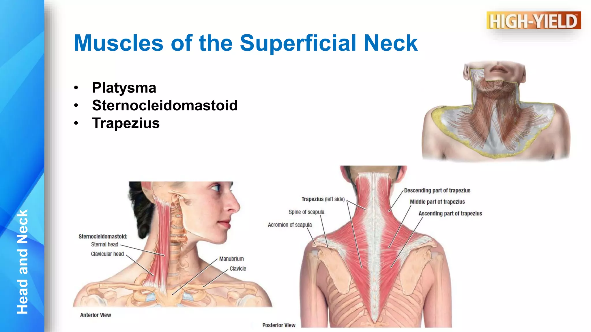 Neuroanatomy lesson 1 Head and Neck.pdf