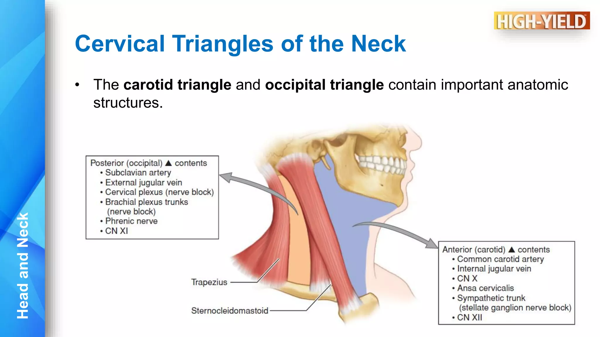 Neuroanatomy lesson 1 Head and Neck.pdf