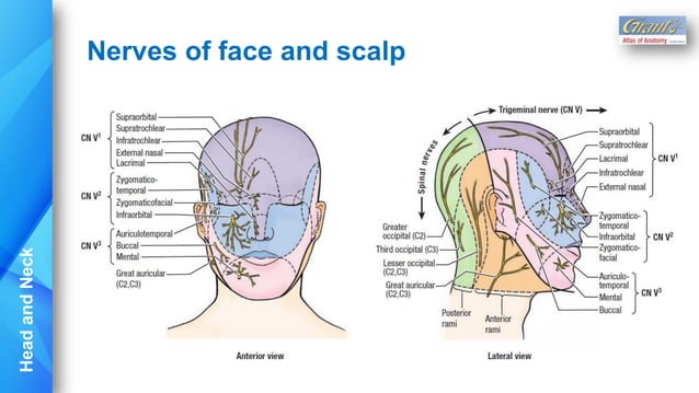 Neuroanatomy lesson 1 Head and Neck.pdf