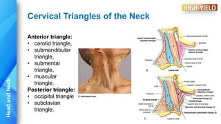 Neuroanatomy lesson 1 Head and Neck.pdf