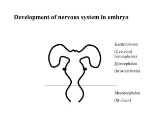 Neuroanatomy & Neurophysiology DCP 1105.ppt