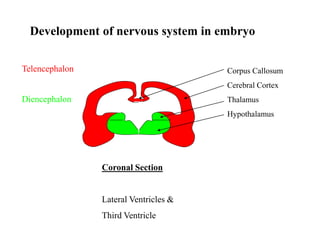 Neuroanatomy & Neurophysiology DCP 1105.ppt