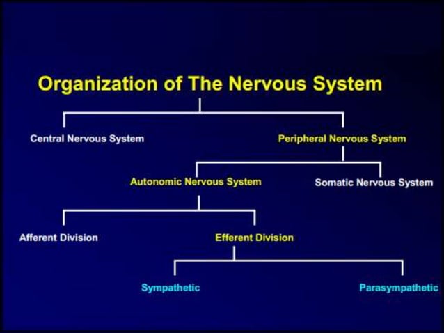Neuroanatomy & Neurophysiology DCP 1105.ppt
