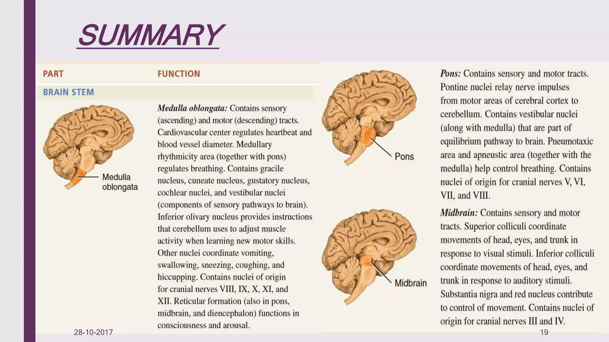 Neuroanatomy of brain stem | PPTX