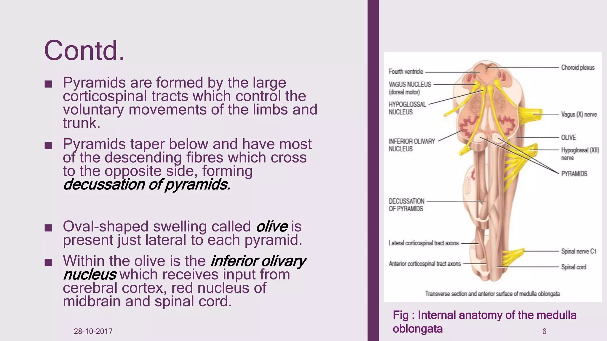 Neuroanatomy of brain stem | PPTX