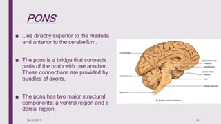 Neuroanatomy of brain stem | PPTX