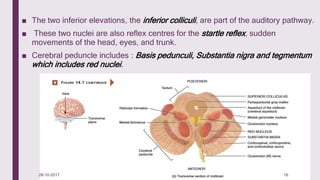 Neuroanatomy of brain stem | PPTX