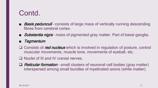 Neuroanatomy of brain stem | PPTX