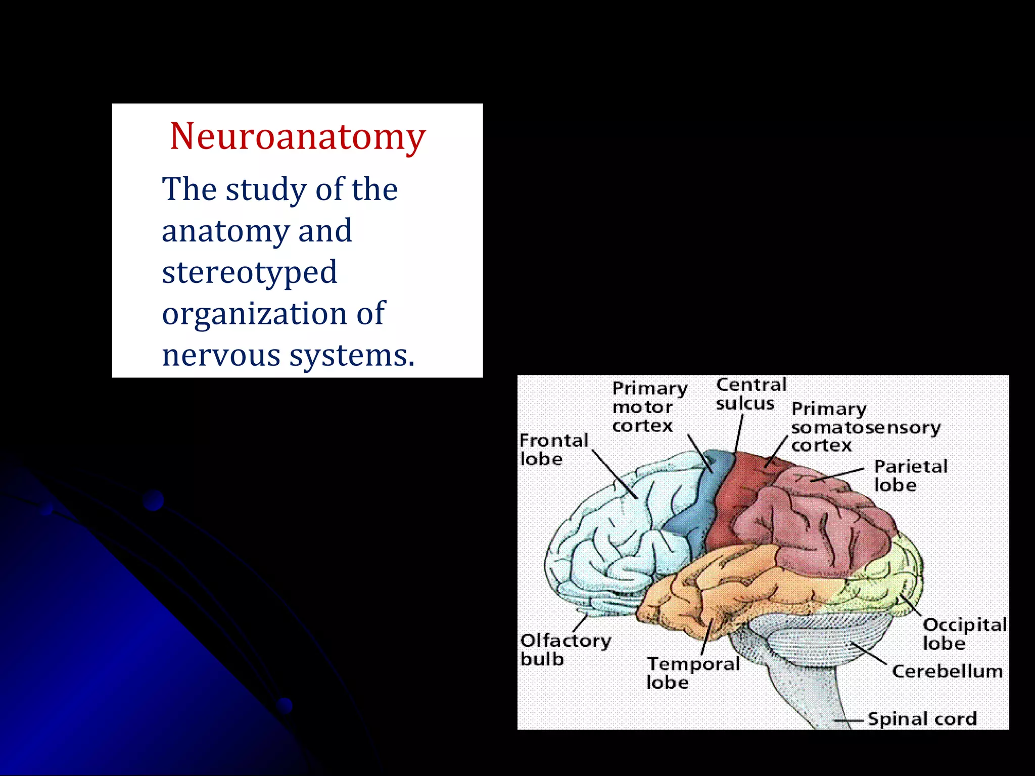 Neuroanatomy of language functions | PPT