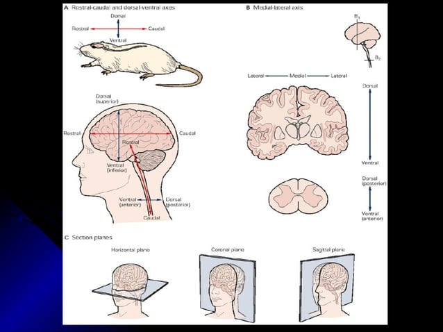 Neuroanatomy of language functions | PPT