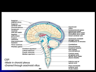 Neuroanatomy of language functions | PPT