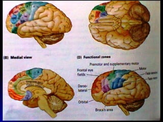 Neuroanatomy of language functions | PPT