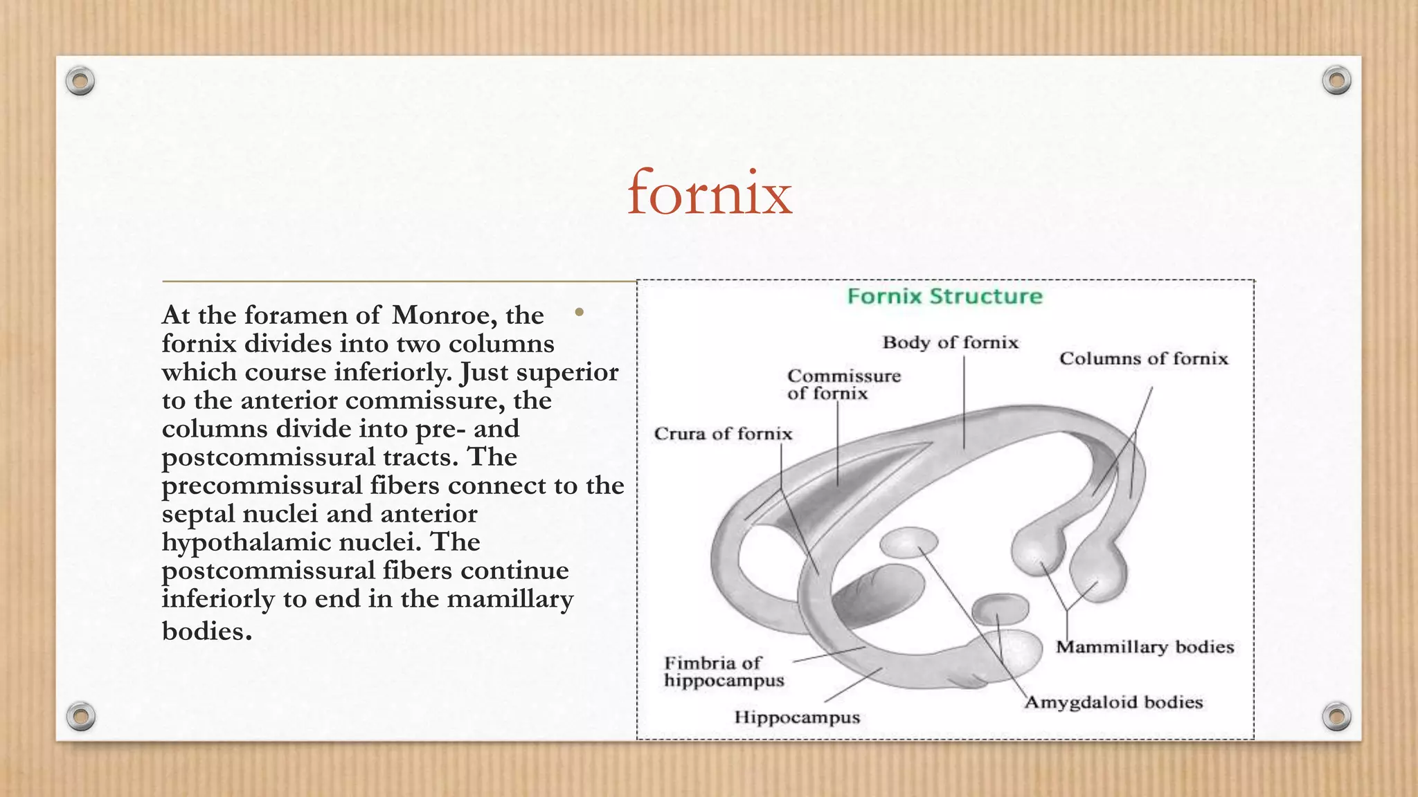 Neuroanatomy of limbic system | PPTX