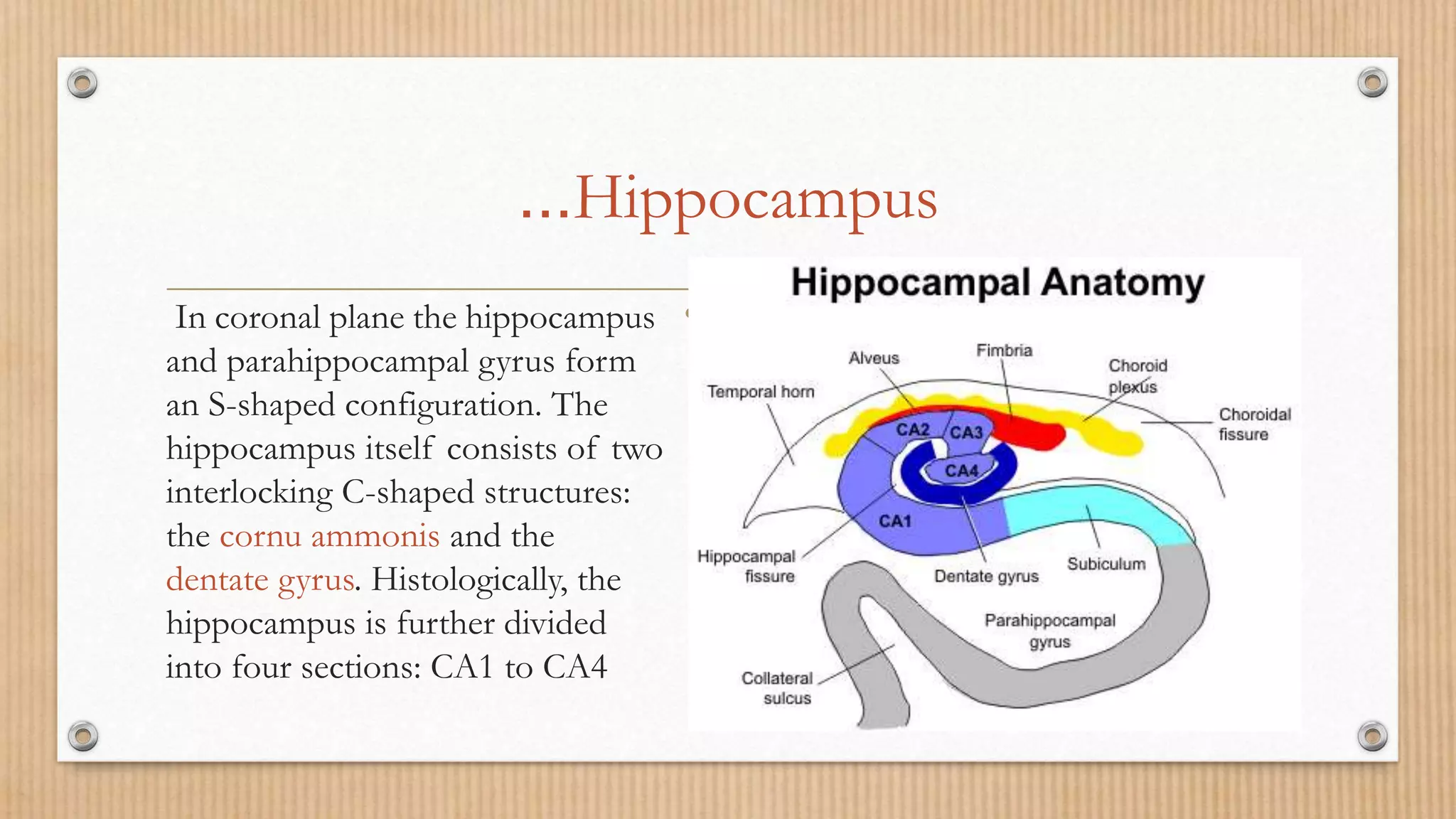 Neuroanatomy of limbic system | PPTX