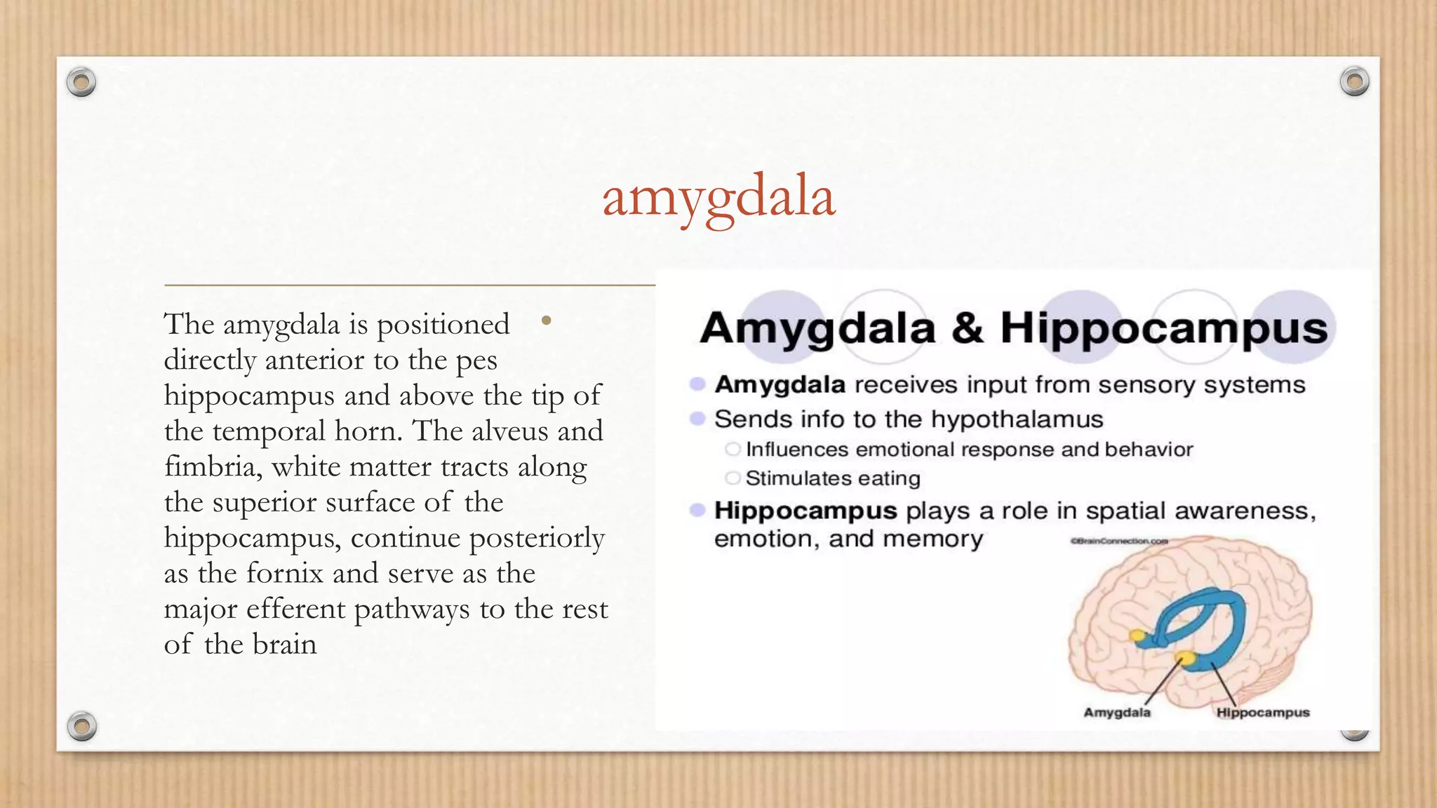 Neuroanatomy of limbic system | PPTX